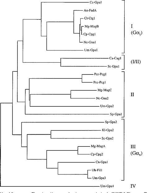 Class Ascomycetes Fungus Semantic Scholar