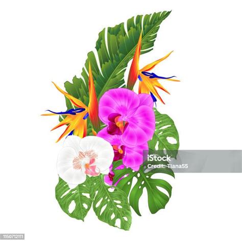 열 대 꽃 Strelitzia Reginae 화이트와 보라색 난초 호 접 Palm을 가진 부케 괴물 잎 바나나 빈티지 벡터