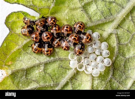 Everything You Need To Know About Ladybug Eggs