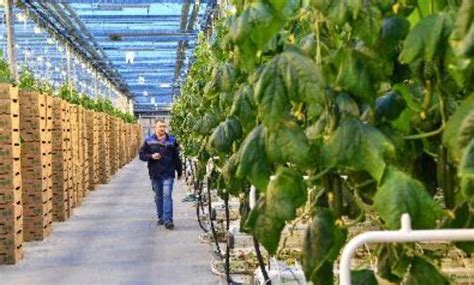 С пчелоопыляемым «Атлетом» открыли саратовские теплицы огуречный сезон ...