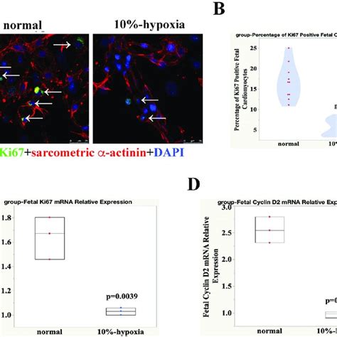 Effects Of Hypoxia On H9c2 Cell Proliferation A Representative