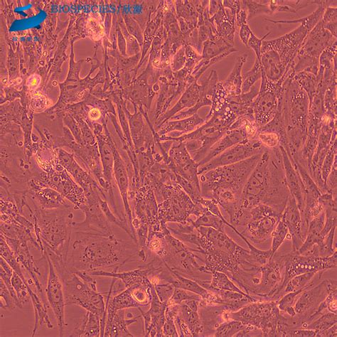 小鼠脑微血管内皮细胞株bend3 广州速研生物科技有限公司