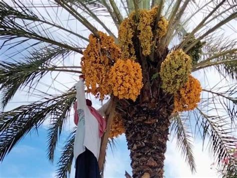 Viral! Pohon Kurma Berbuah Lebat di Sulawesi Tengah