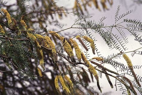 Mesquite Trees Types Leaves Flowers Bark Identification Guide