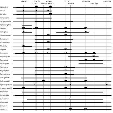 Known Intron Positions In Hexapoda Intraordinal Variation In Download Scientific Diagram