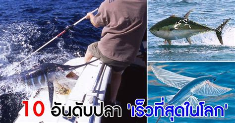 10 อันดับปลา เร็วที่สุดในโลก