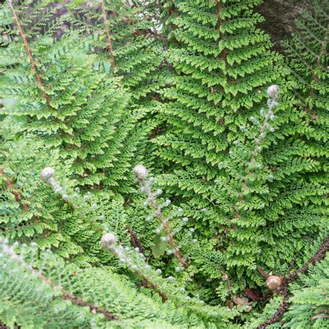 Szkółka Bylin Dobrepole Polystichum Setiferum Plumosum Densum