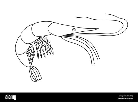 Doodle Shrimp Vector Illustration Stock Vector Image And Art Alamy