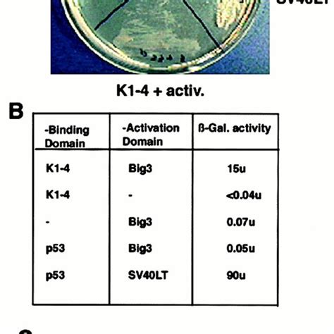 Yeast Two Hybrid Screening For Angiostatin Binding Proteins In A Human