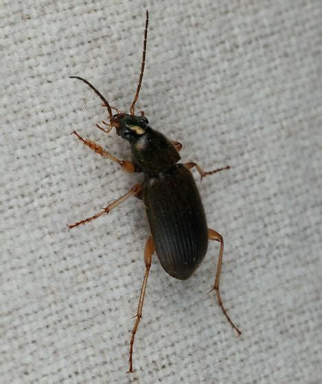 Chlaenius Bugguide Net