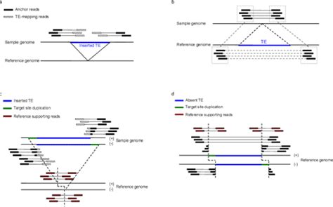 Figure 1 1 From Structural Variation Discovery And Genotyping From Whole Genome Sequencing
