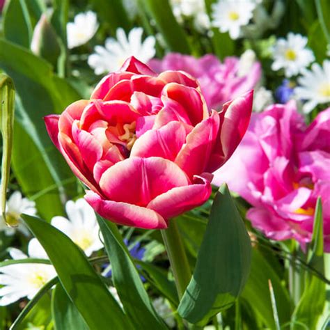 Tulip Columbus For Sale Online In Eu Directly From The Netherlands