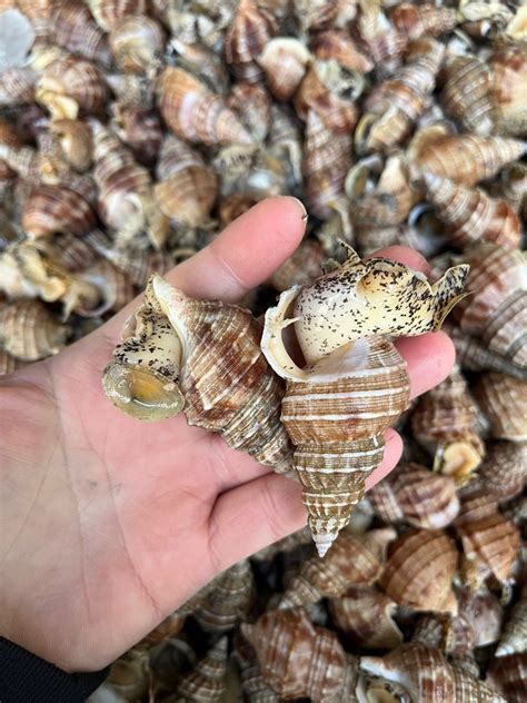 완판품절되었습니다 완판품절되었습니다 항상감사드립니다 항상감사드립니다 완판품절되었습 대흥수산 홍게연지홍게대게오징어독도새우박달대게문어 Band