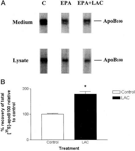 Epa Stimulates Apob Degradation Even When Proteasomes Are Inhibited A Download Scientific