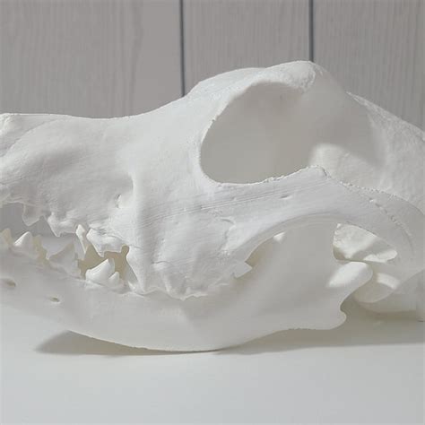 Gray Wolf Skull Replica Etsy