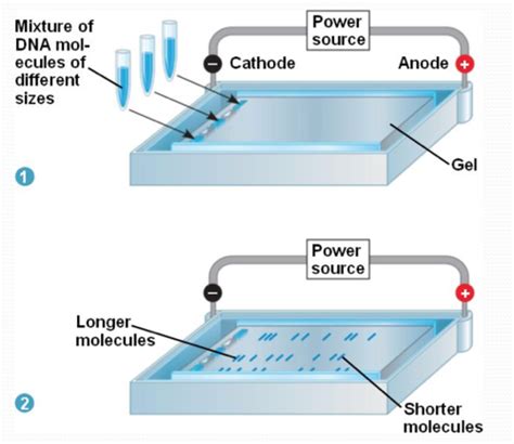 Genetic Engineering Flashcards Quizlet