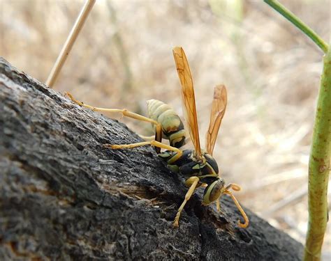 30 Common Wasps In California Pictures And Identification