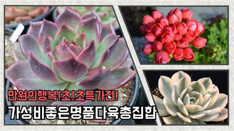 만원의행복가성비좋은명품다육블랙쵸코블랙로즈허니핑크재클린초특가 Youtube