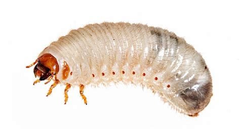 What Causes Grubs In Your Lawn Diy Pest Control