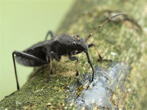 P9050025 Adult Masked Hunter Assassin Bug Reduvius Personatus Feeding