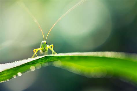 Grasshopper Wallpapers Wallpaper Cave