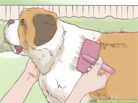 How To Care For A Saint Bernard 15 Steps With Pictures