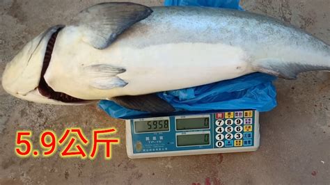 澎湖漁翁島箱網旁 59公斤 海鱺魚 斷竿起魚釣況分享 Youtube