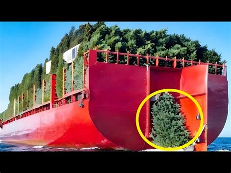 Scientists Threw Millions Of Trees In This Island After 10 Years
