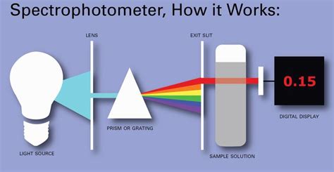 How A Spectrophotometer Works Infographic By Hannah Hamel