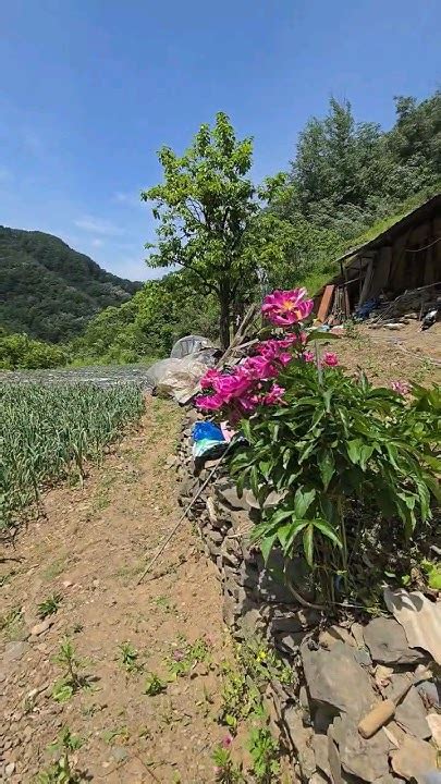 외딴산골에 쓸쓸이 핀 꽃한송이 Youtube