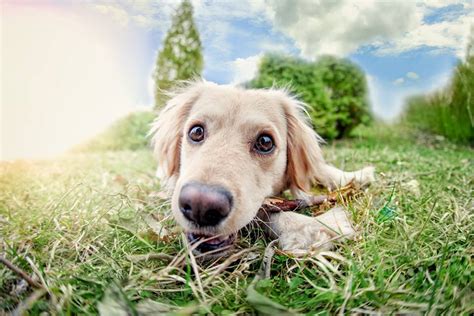 Cómo Evitar Que Tu Perro Coma Sus Heces Cómo Educar A Un Cachorro