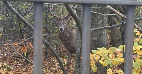 Police Shoot Dead Stag Outside Primary School Manchester Evening News