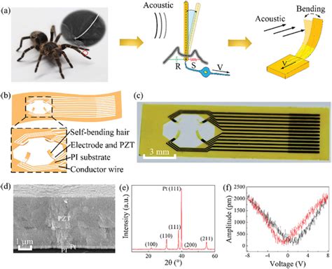 Bionic Sensing Principle Design And Fabrication Of Hp‐apvs A The