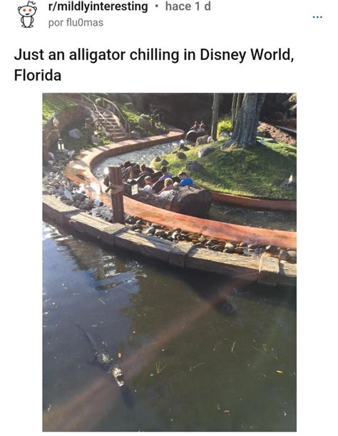 Disney Cerró En 2016 Por Ataque De Un Cocodrilo Ahora Captan Uno