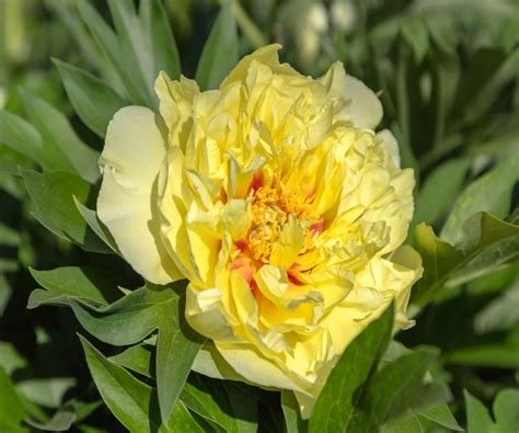 Peony Pruning Mistakes 4 Common Errors To Avoid Homes And Gardens