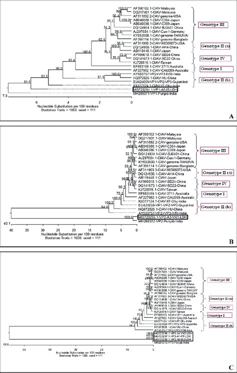A Phylogenetic Tree Based On Multiple Sequence Alignment Of Vp1 Download Scientific Diagram