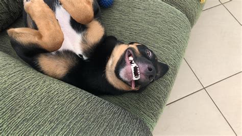Doideira R Cachorros