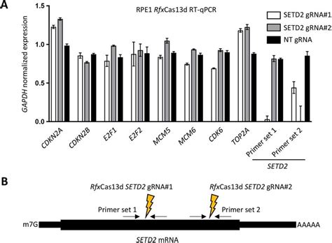 Expression Of Cell Cycle Related Genes Following Setd2 Depletion A