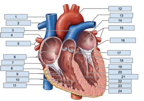 Heart Model Flashcards Quizlet