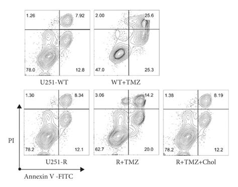 Cholesterol Promoted Temozolomide Tmz Resistance Of U251 Cells A