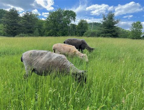 Grazing In The Tall Grass