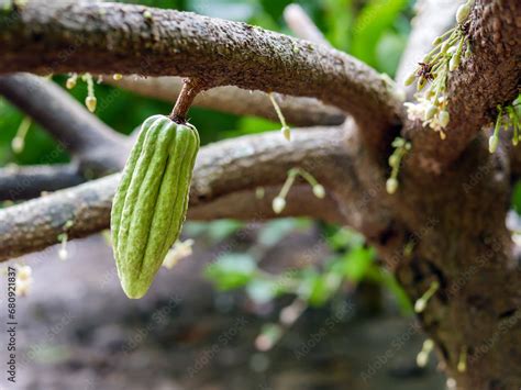 Green Small Cocoa Pods Branch With Babe Fruit And Blooming Cocoa Flowers Grow On Trees The