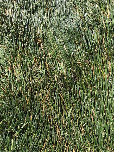 Green Grass Field During Daytime Photo Free Green Image On Unsplash
