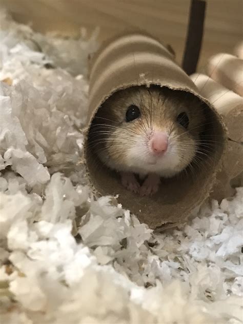 Chester In His Lil Strawberry 🍓 Rgerbil
