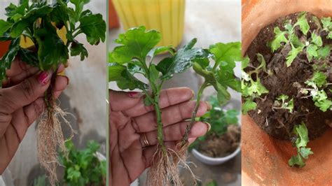 How To Grow Chrysanthemums By Cutting Simple Tariko Se Guldaodi Ki