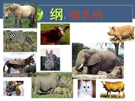 PPT 第二节 从种到界 PowerPoint Presentation free download ID 5798329