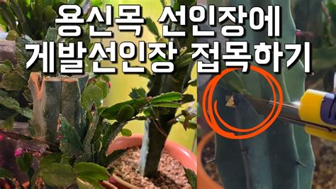 용신목에 접목한 게발선인장 근황 꽃봉오리 맺혔어요 용신목에 접목방법 개체수늘리기 게발선인장 리치쏘일 엄마와 딸 다육tv Youtube