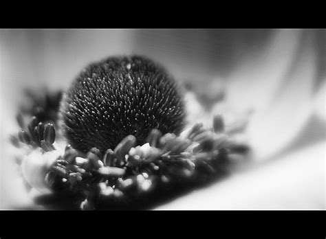 ipernity: Like a hedgehog...:) - by Jadviga Grase