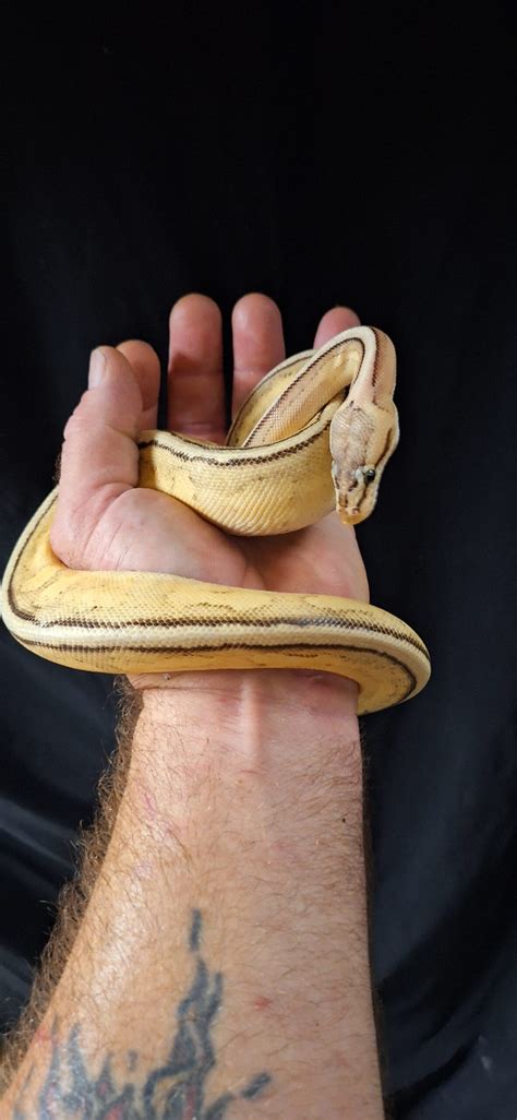 FEMALE SUPER PASTEL YELLOW BELLY STRIPE BALL PYTHON Reptile Mart
