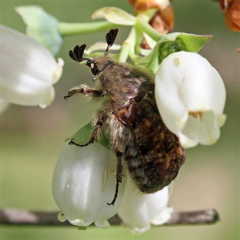 Bumble Flower Beetle Euphoria Inda On A Celestes Nature Photography